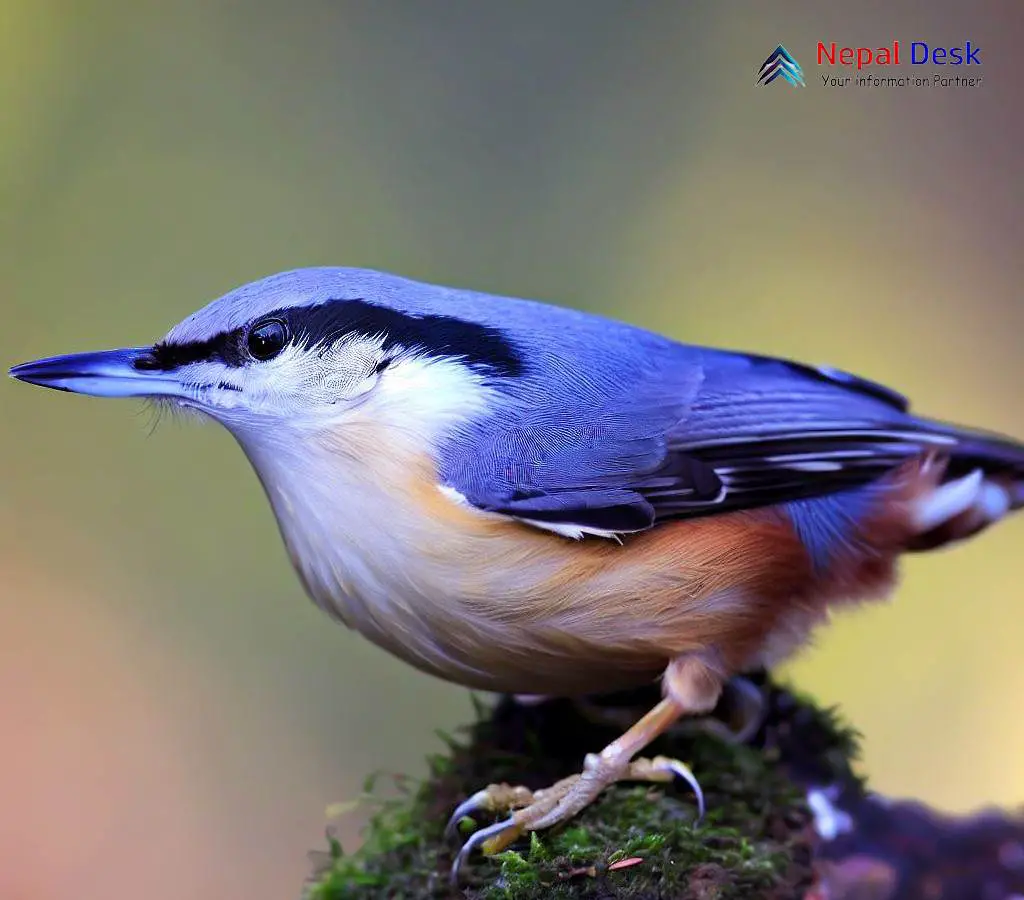 White-tailed Nuthatch: Acrobat of the Evergreen Canopy | Nepal Desk
